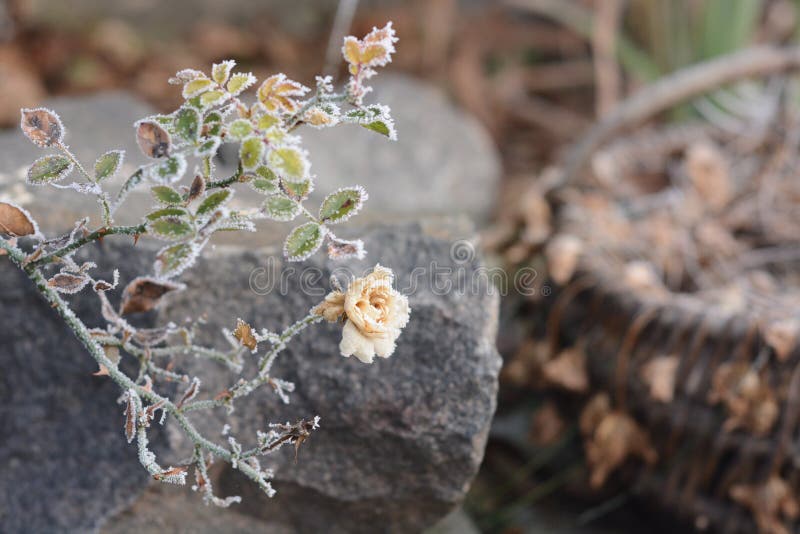 Gefrorene Rote Rosen Unter Dem Schnee Stockfoto - Bild von wild ...