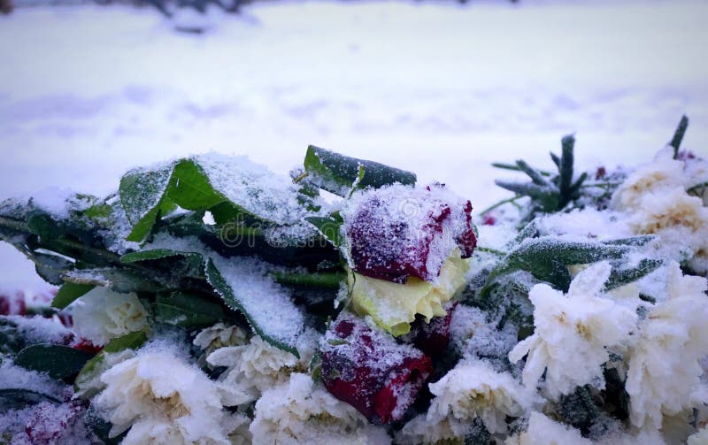Gefrorene Rote Rosen Unter Dem Schnee Stockfoto - Bild von wild ...