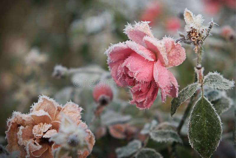 Gefrorene Rosen im Garten stockfoto. Bild von nahaufnahme - 46052414