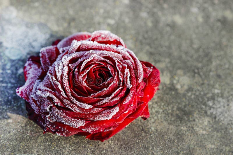 Rose im Stein stockbild. Bild von stein, stieg - 70308347