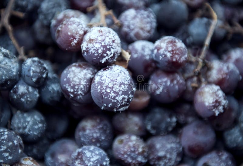 Gefrorene Trauben Und Zitrone Scheibe Stockbild - Bild von getränk ...