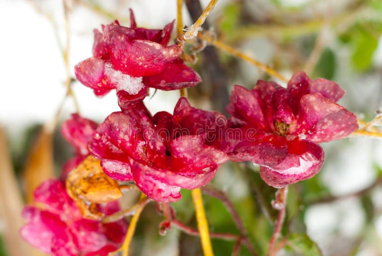 Gefrorene wilde rote Rosen stockfoto. Bild von stieg - 47622682