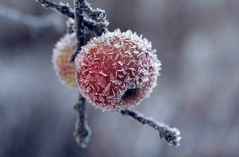 Gefrorener Apfel stockfoto. Bild von baum, kalt, kristalle - 17203138