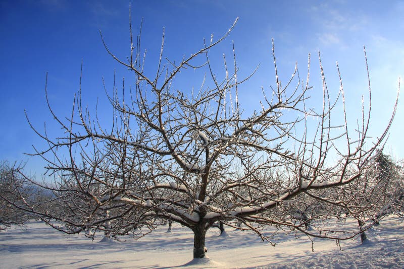 Gefrorener Apfelbaum Mit Eis Stockbild - Bild von apfel, gefroren: 7450233