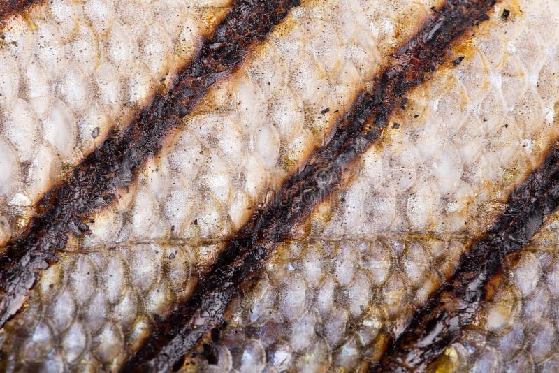 384 Fischschuppen Fotos - Kostenlose und Royalty-Free Stock-Fotos von ...