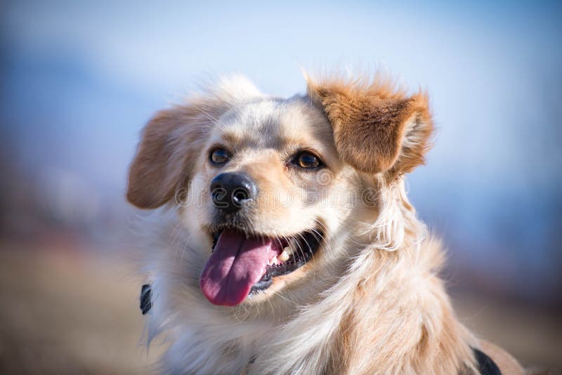 Gehandicapte Hond Met Rolstoel Stock Afbeelding - Image of steun ...
