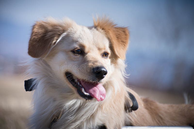 Gehandicapte Hond Met Rolstoel Stock Afbeelding - Image of steun ...