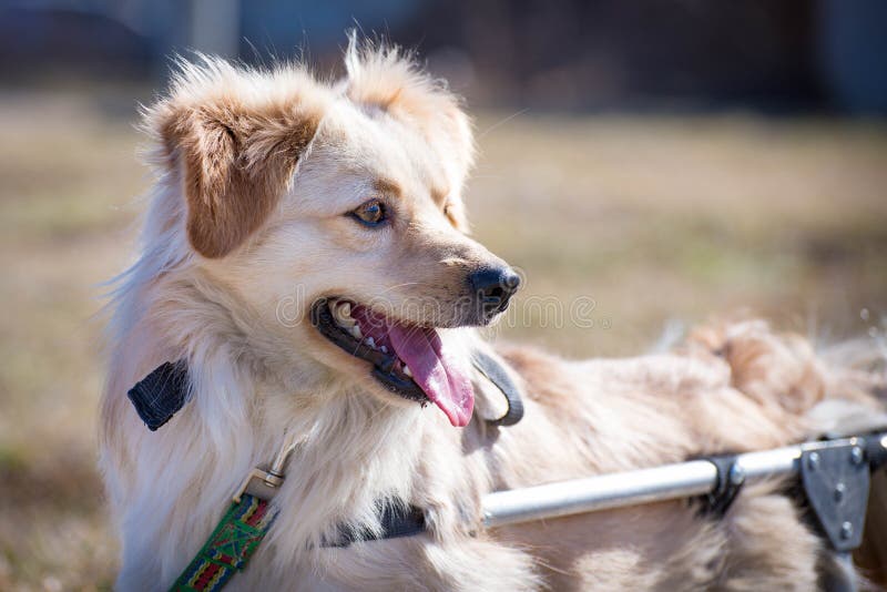 Gehandicapte Hond Met Rolstoel Stock Afbeelding - Image of steun ...