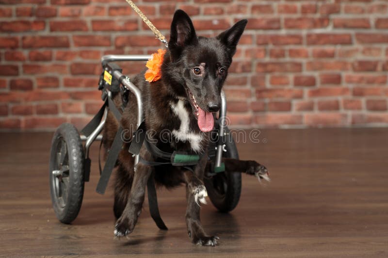 Dog on Wheels 02 stock foto. Image of verschillend, lopen - 793064