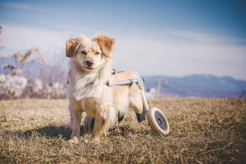 Gehandicapte Hond Met Rolstoel Stock Afbeelding - Image of steun ...