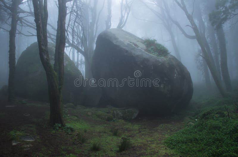 Geheimzinnige Donkere Bos, Bomen En Takkenachtergrond Stock Foto ...
