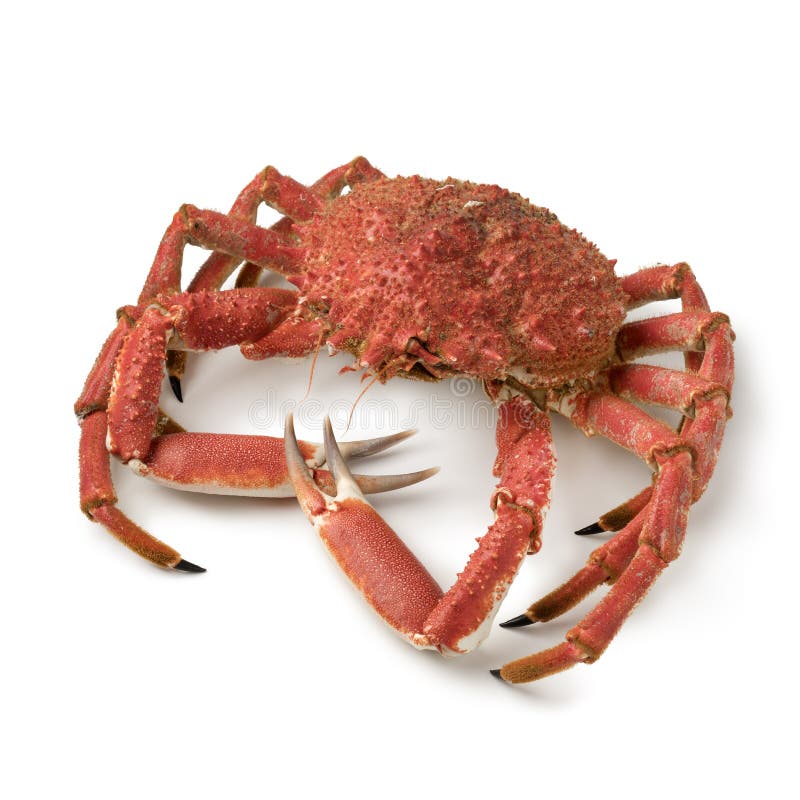 Gekookte spin-Krab stock foto. Image of overzees, smakelijk - 18499284