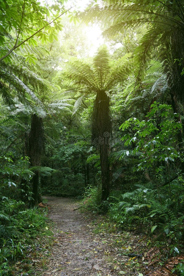 Spur im Wald stockbild. Bild von pflanzen, erkunden, dschungel - 4394769