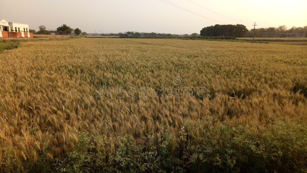 Gehun khet stock image. Image of khet, village, nice - 90374867