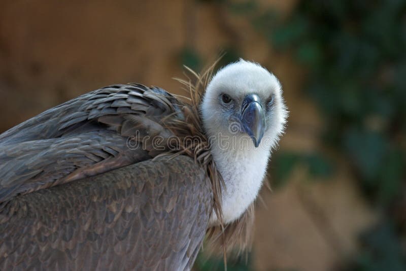 32,350 Aasgeier Stock Fotos - Freie & Royalty-Free Stock Fotos von ...