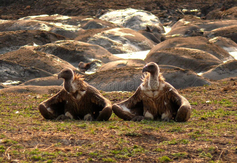 Geier stockfoto. Bild von tansania, afrika, vogel, geier - 57519514