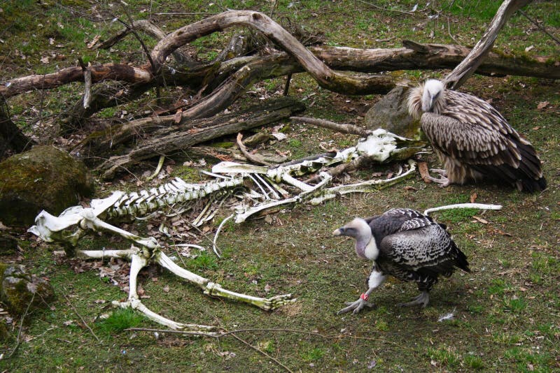 Geier stockfoto. Bild von tiere, hungrig, vögel, savanne - 69040140