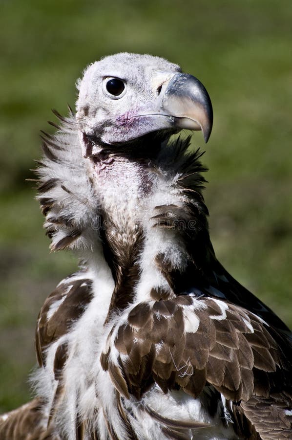 Kritisch Passen Sich Das Geierdarstellen Der Bedrohten Art Evolutions ...