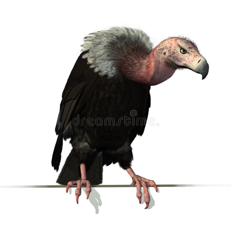 Vulture Stock Illustrationen, Vektoren, & Kliparts - 10,731 Stock ...