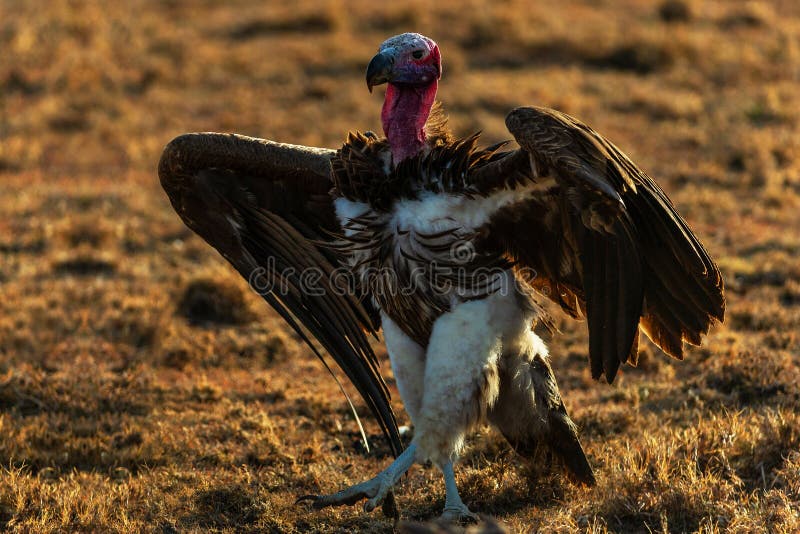 Geier stockfoto. Bild von tansania, afrika, vogel, geier - 57519514