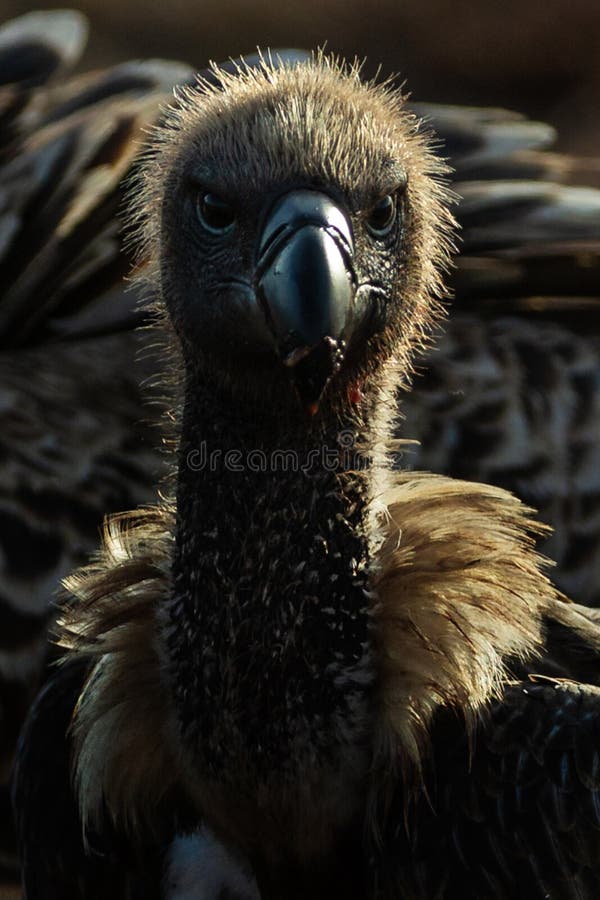 Gruppe Geierreiniger, Die Im Gras Der Afrikanischen Savanne Stehen ...