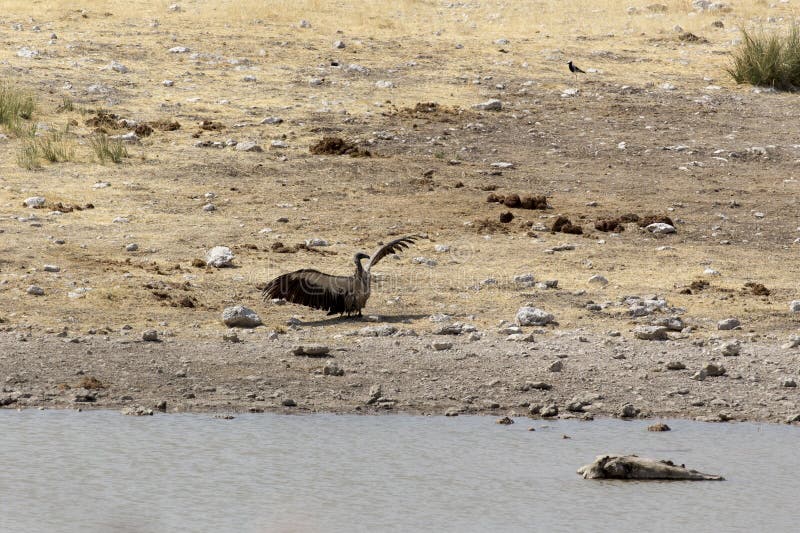 Geier in Namibia stockbild. Bild von safari, afrika - 124625159