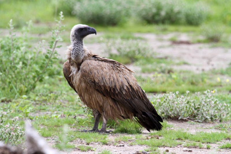 Geier stock photo. Image of bartgeier, natur, wafrac14 - 33999170