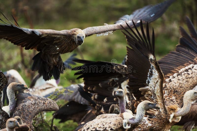 Geier in Der Savanne in Kenia Stockfoto - Bild von wildnis, baum: 208116948