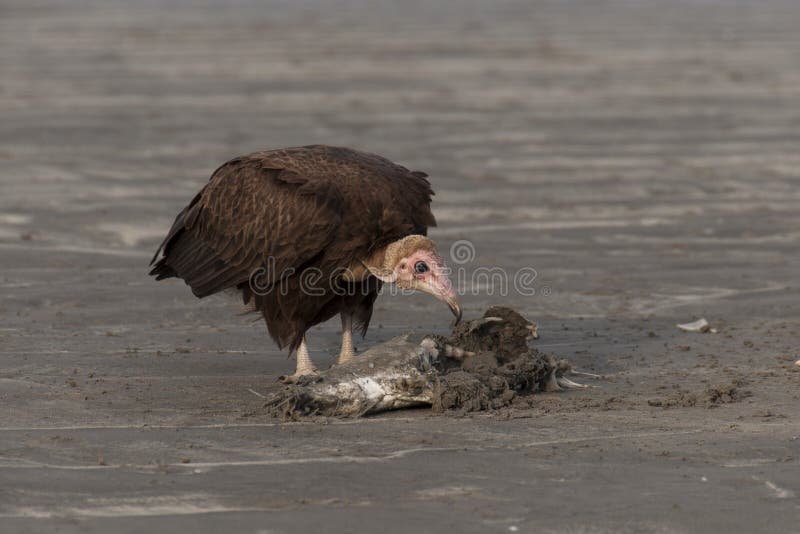 Geier, Die Aas in Der Savanne Bei Afrika Essen Stockbild - Bild von ...