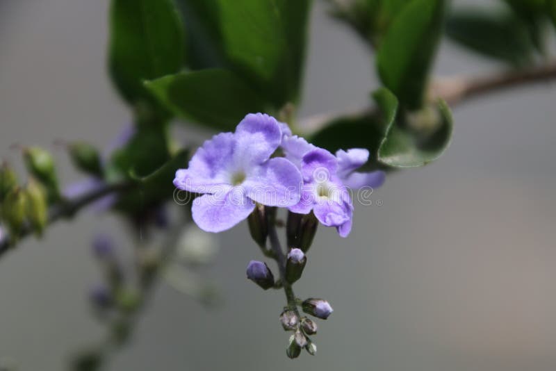 Geisha Girl stock image. Image of geisha, shrub, toxic - 80122957
