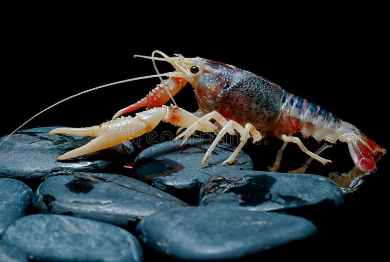Panzerkrebse Procambarus-clarkii Geist Im Aquarium Stockfoto - Bild von ...