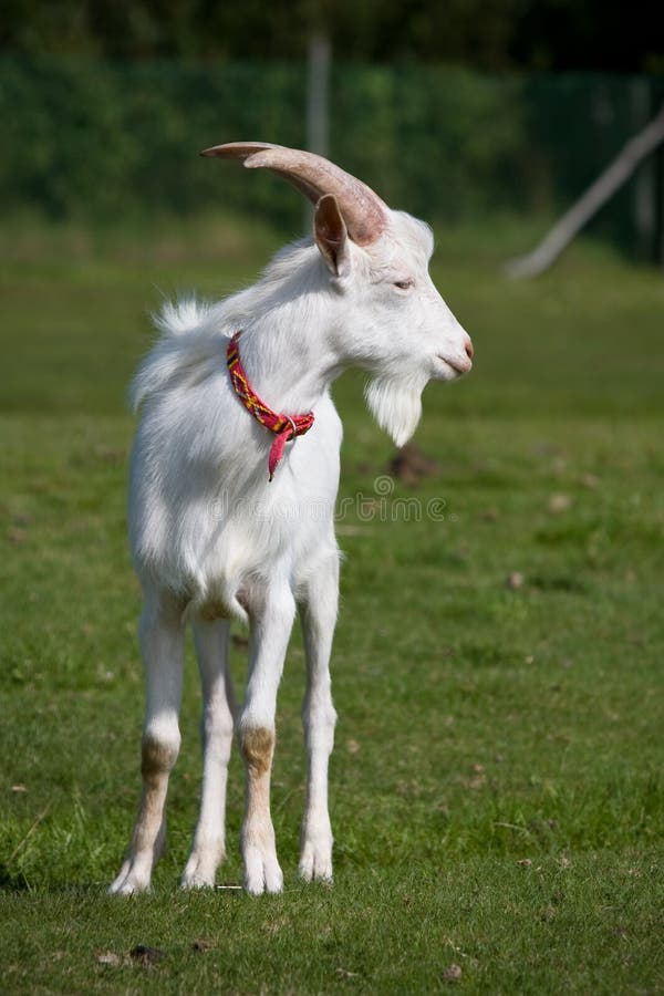 Geit stock foto. Image of dieren, zoogdier, bont, onschuld - 10484904