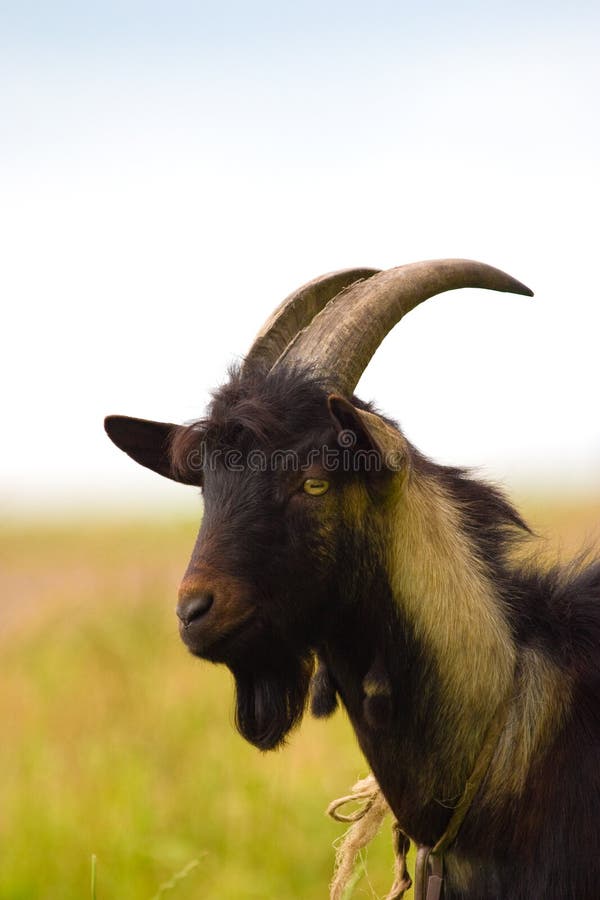 Geit stock afbeelding. Image of grappig, huisdier, nave - 10893545