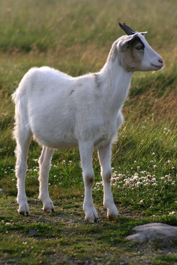 Geit stock afbeelding. Afbeelding bestaande uit portret - 39626155