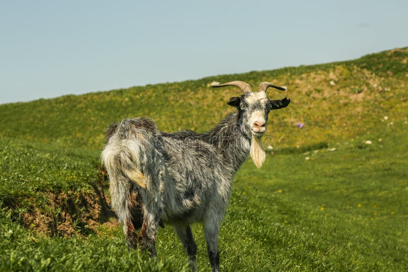 Geit stock afbeelding. Image of troep, platteland, avond - 115393469
