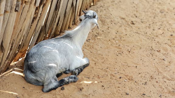 Geit stock afbeelding. Image of dier, geit, leef, indië - 115487575