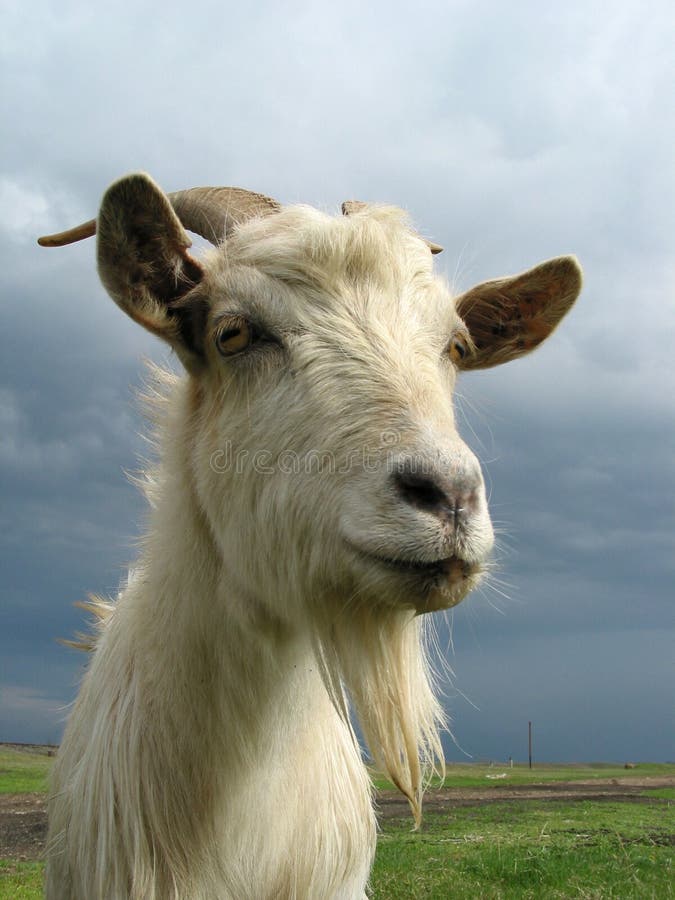 Geit stock foto. Image of vlees, geit, tong, huid, vacht - 12439548