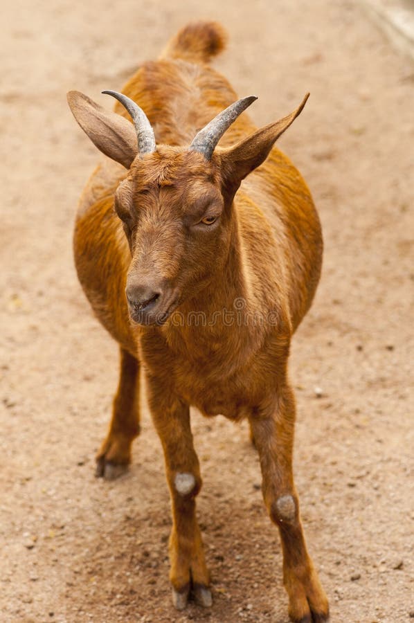 Geit stock foto. Image of sarcastisch, vermoeid, geit - 12677248