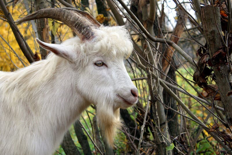 Geit stock afbeelding. Image of niet, één, huisdieren - 15769335