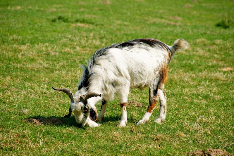De Geit Die Van De Baby Gras in Groene Weide Eet Stock Foto - Image of ...