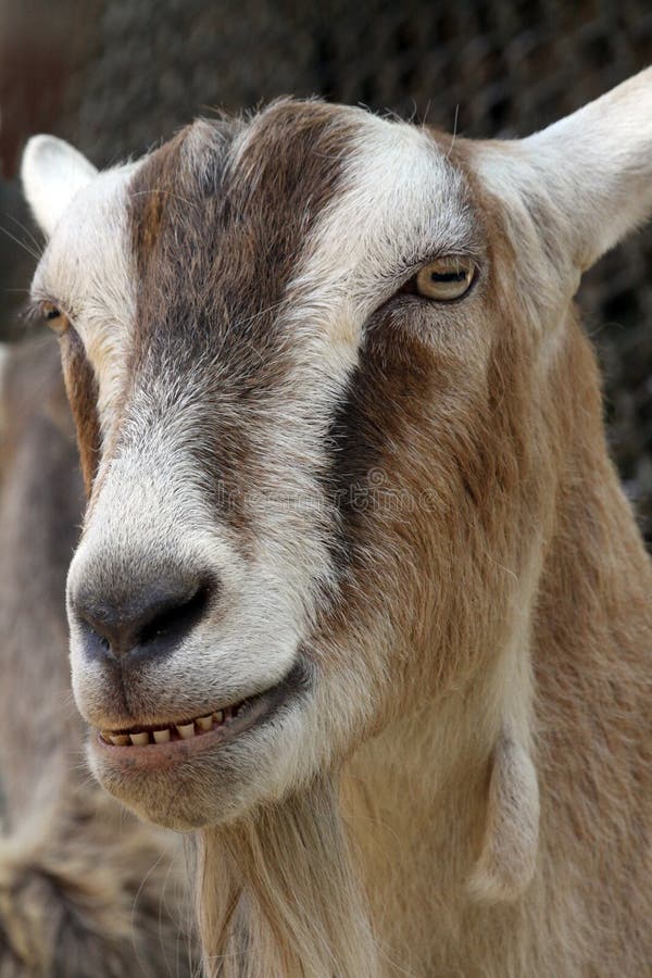 Geit stock foto. Image of tand, tanden, bespreking, mond - 20095782