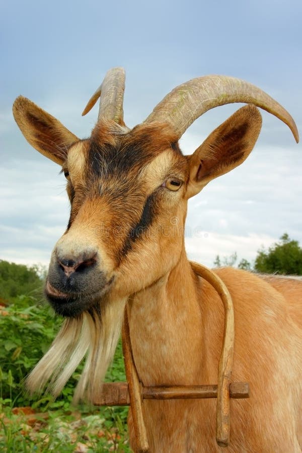Geit stock afbeelding. Image of één, bont, nieuwsgierig - 2033613