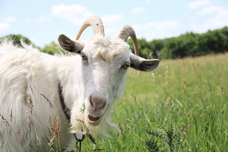 Geit stock foto. Image of weide, één, dieren, zoogdier - 20810818