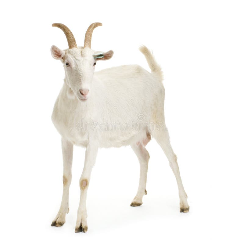 Geit vector illustratie. Illustration of dier, fauna, milieu - 2714849