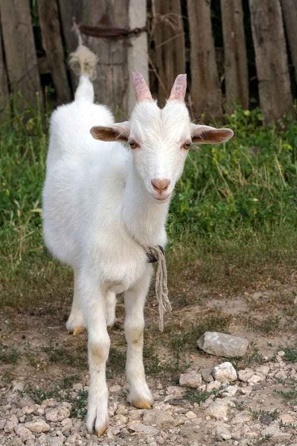 De Blatende Geit Van De Babymelk Stock Afbeelding - Image of niemand ...