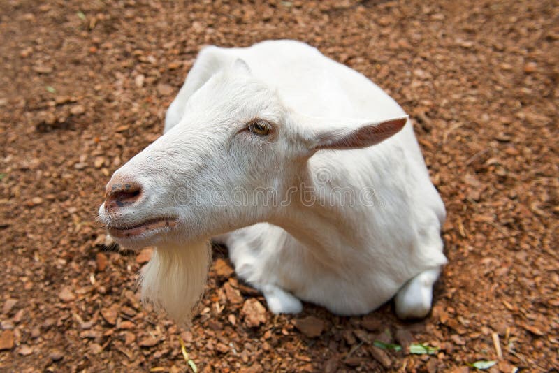 Geit stock afbeelding. Image of milieu, land, platteland - 26035663