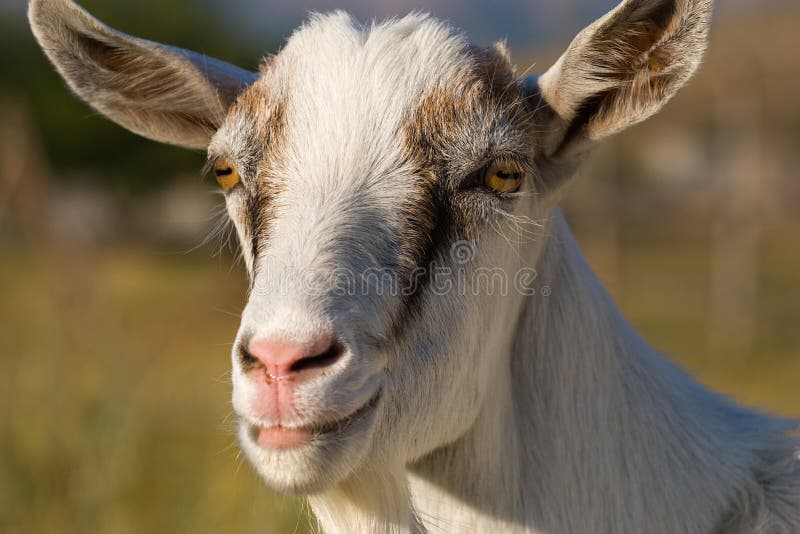 Geit stock afbeelding. Image of wijfje, gebied, boerenerf - 3237895