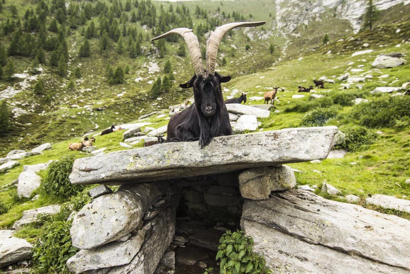 Geit stock foto. Image of geit, bergen, stijging, heuvels - 33064178