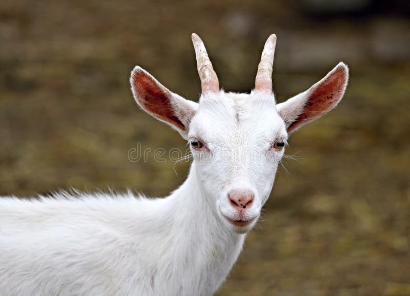 Geit stock afbeelding. Image of groen, land, geit, weide - 34922199