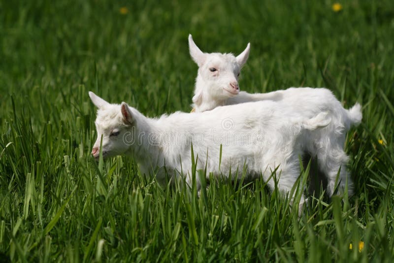 Geit stock afbeelding. Image of jong, nieuwsgierig, grappig - 3944975